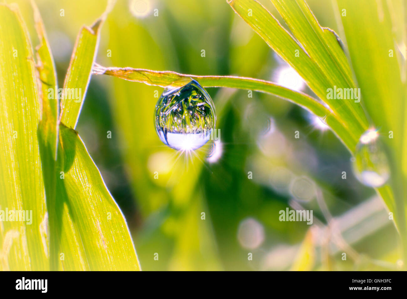 Goccia di rugiada immagini e fotografie stock ad alta risoluzione - Alamy
