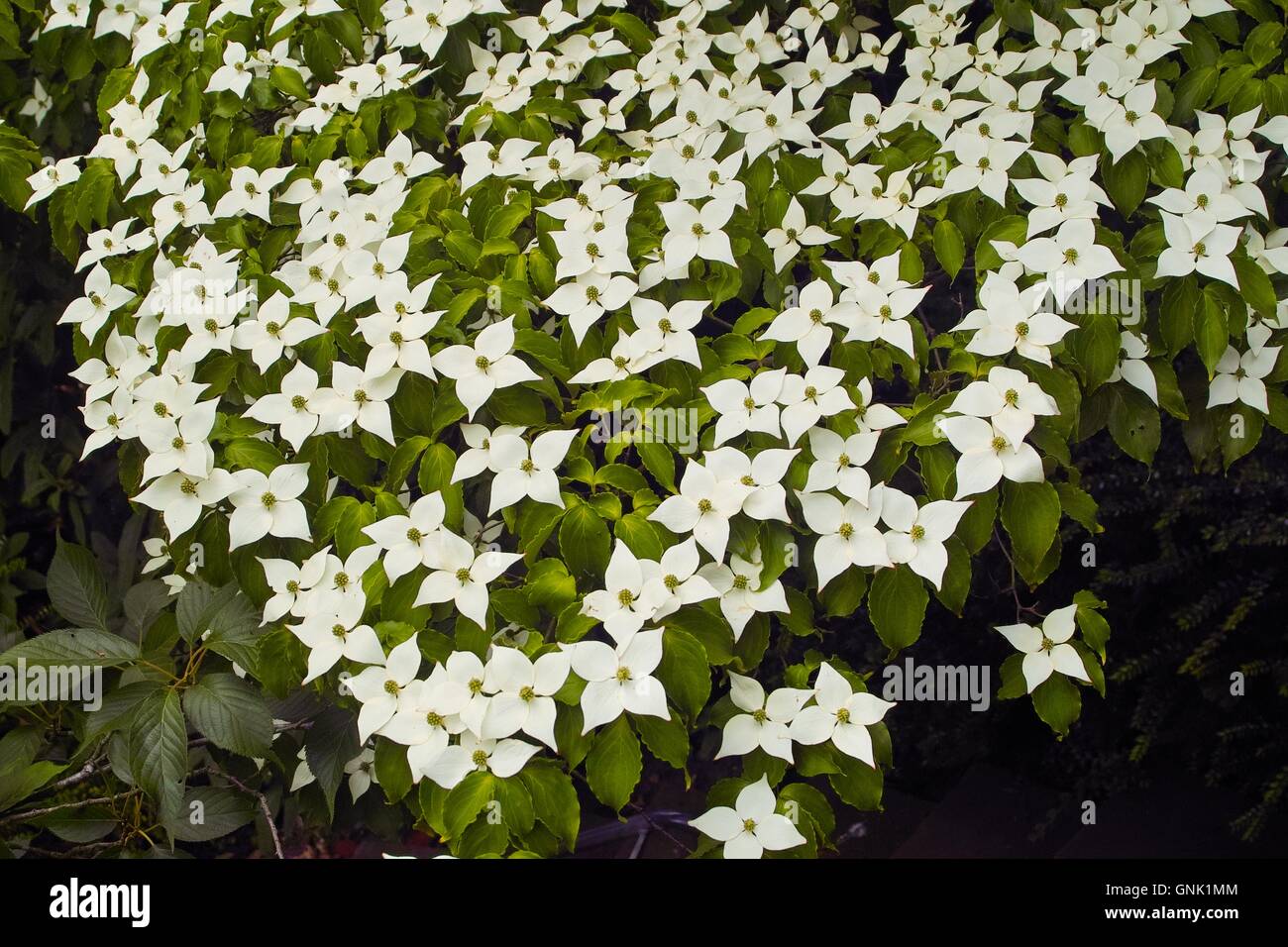 Cornus cousa immagini e fotografie stock ad alta risoluzione - Alamy