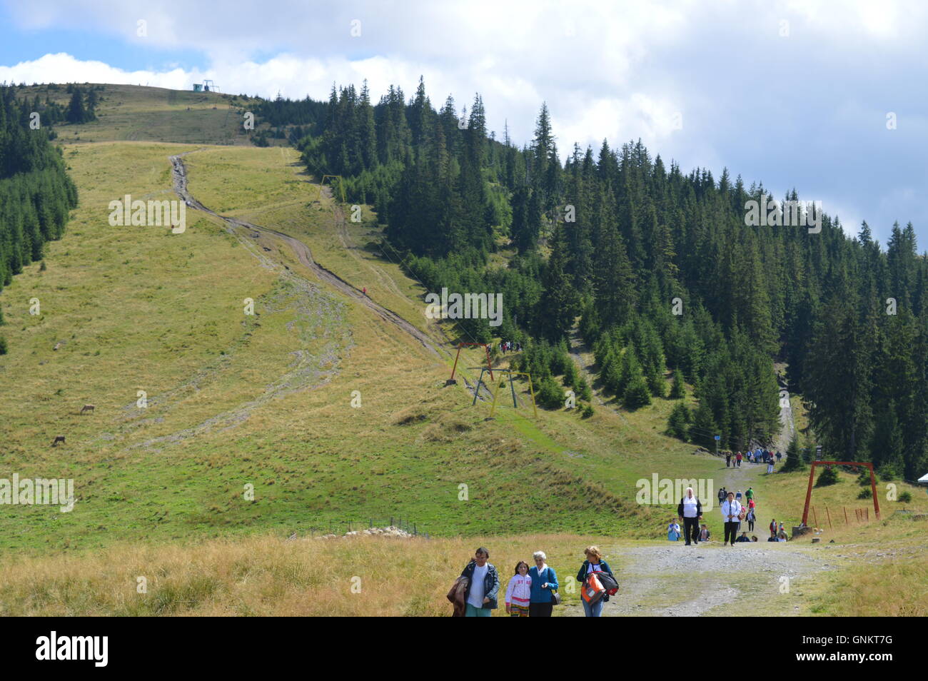 Sentiero di montagna sentiero alberi di pino immagini e fotografie ...