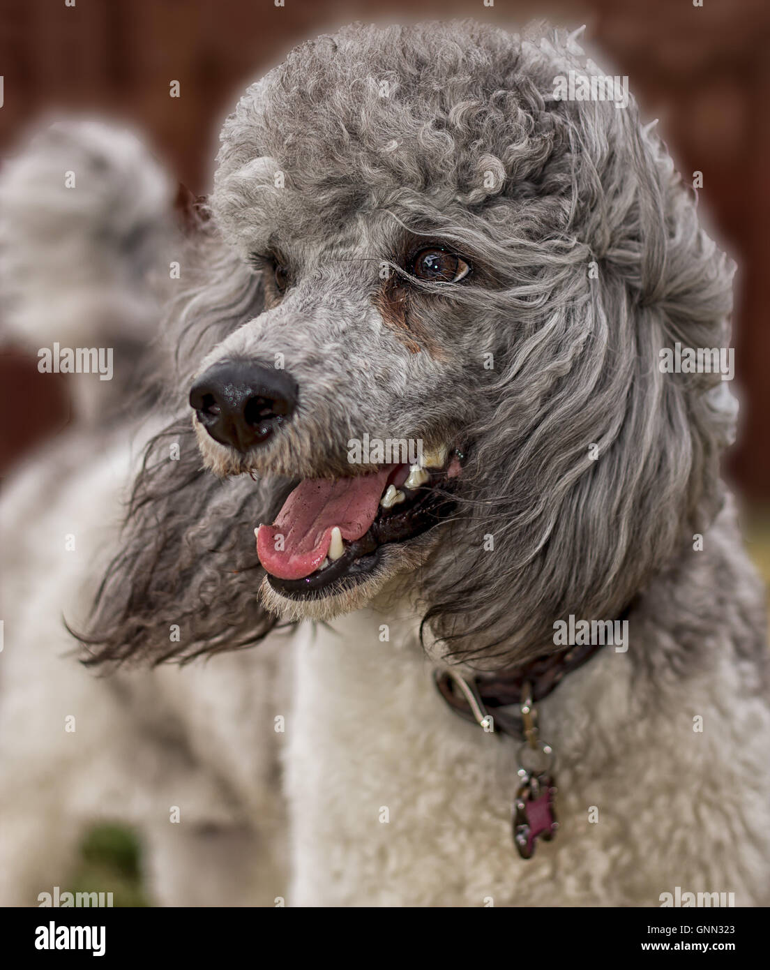 Prova del club di kennel immagini e fotografie stock ad alta ...