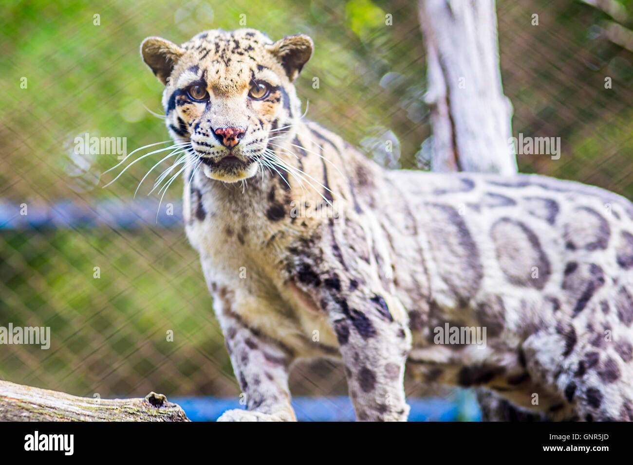 Gatto di leopardi immagini e fotografie stock ad alta risoluzione - Alamy