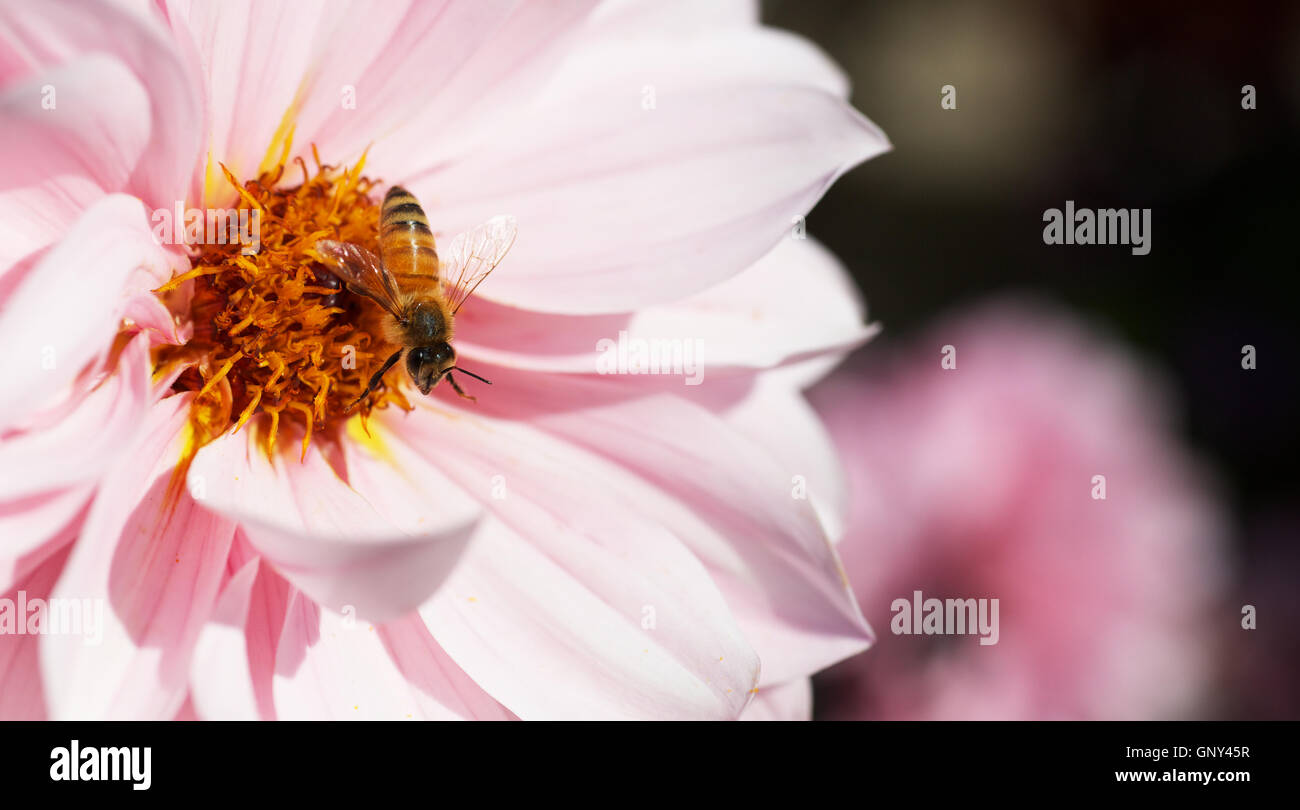 Ape addome immagini e fotografie stock ad alta risoluzione - Alamy