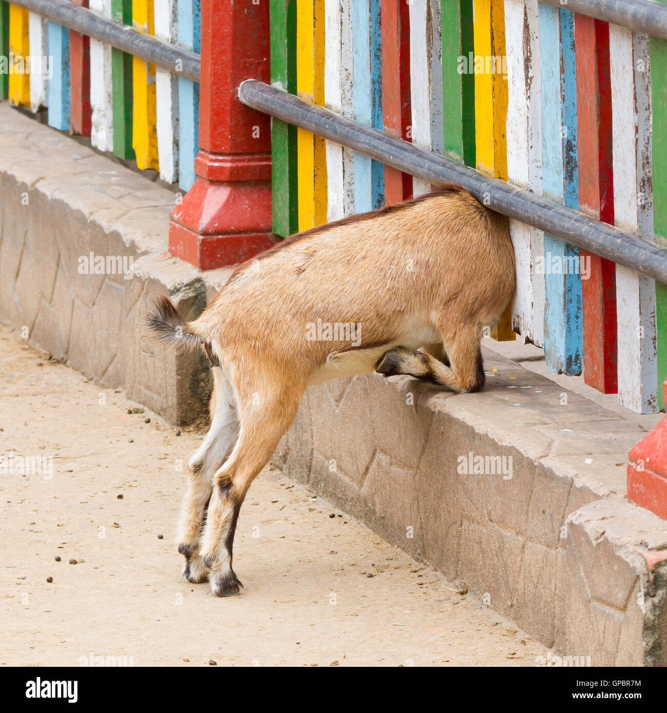 Capra con la testa bloccata immagini e fotografie stock ad alta ...