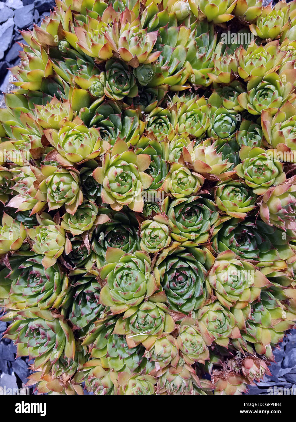 Piante succulente in un giardino immagini e fotografie stock ad alta ...
