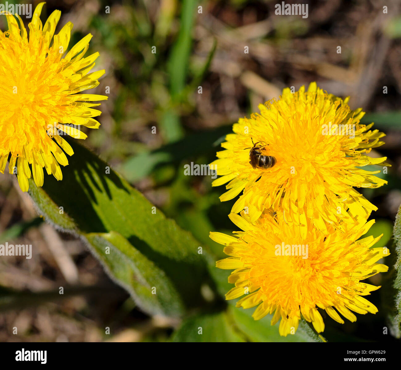 Vespa ape calabrone immagini e fotografie stock ad alta risoluzione - Alamy