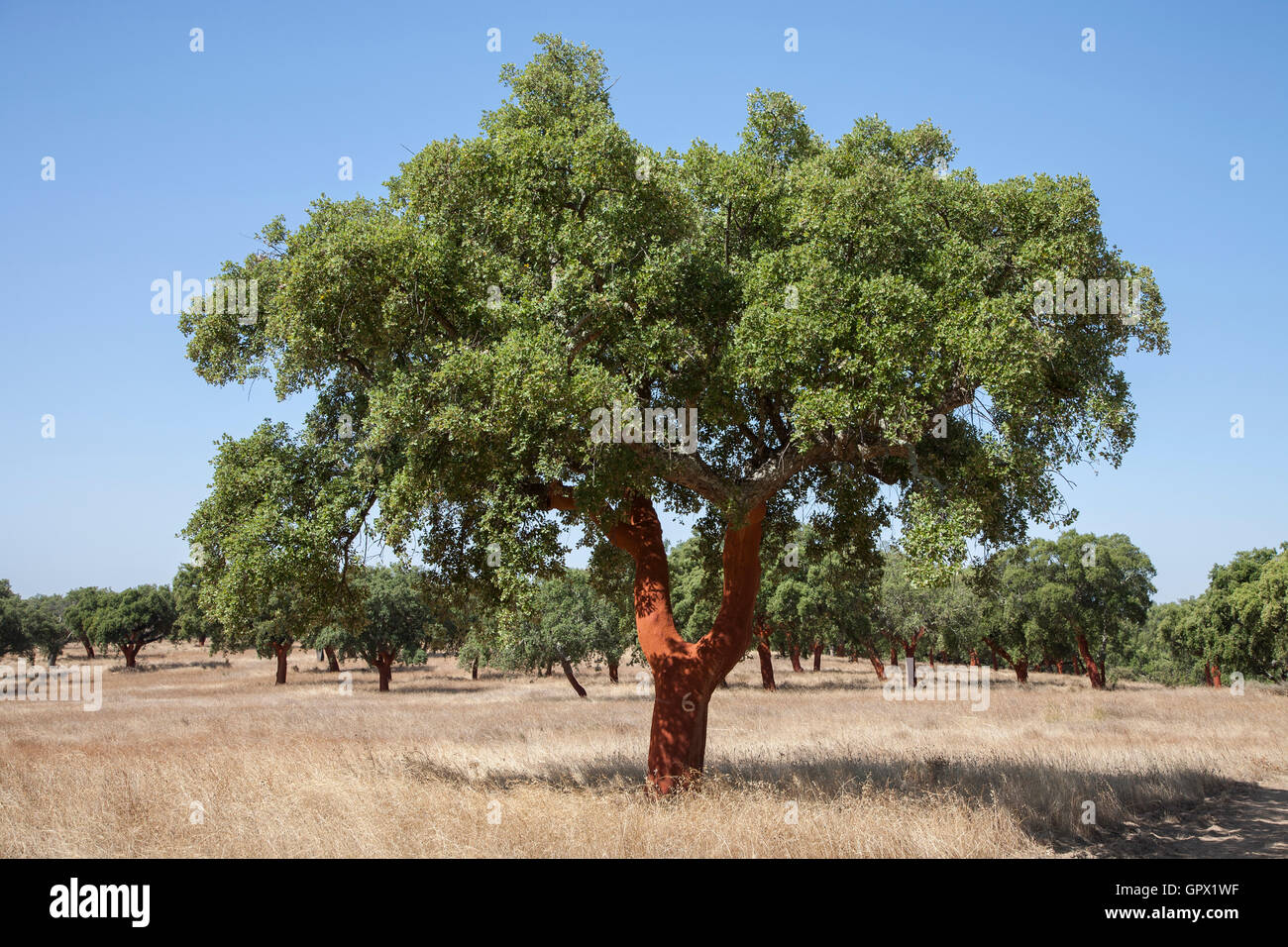 Cork Oak Quercus Suber Trees Immagini e Fotos Stock - Alamy