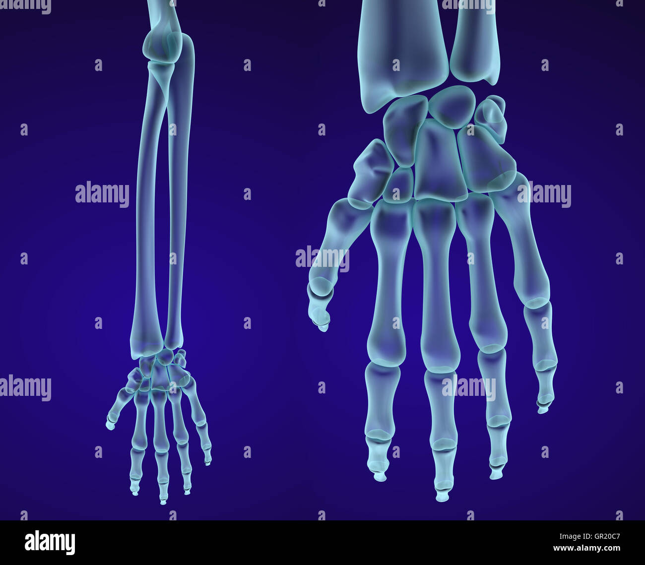 Mano umana anatomia. Accurata dal punto di vista medico 3D ...
