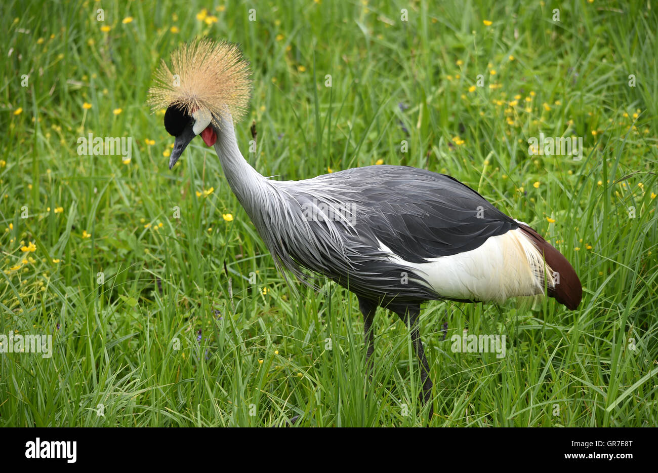 Uccello di gru crestato immagini e fotografie stock ad alta risoluzione ...