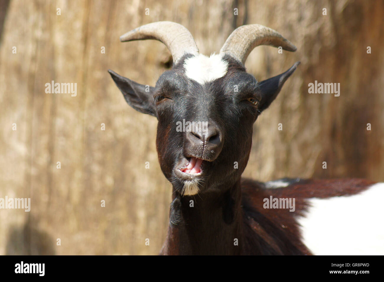 Capra Pigmea In Bianco E Nero