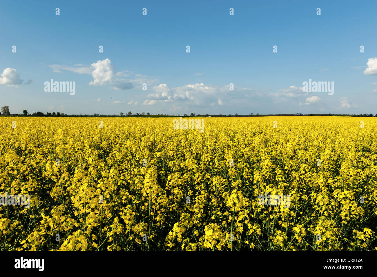 Olio intenso immagini e fotografie stock ad alta risoluzione - Alamy
