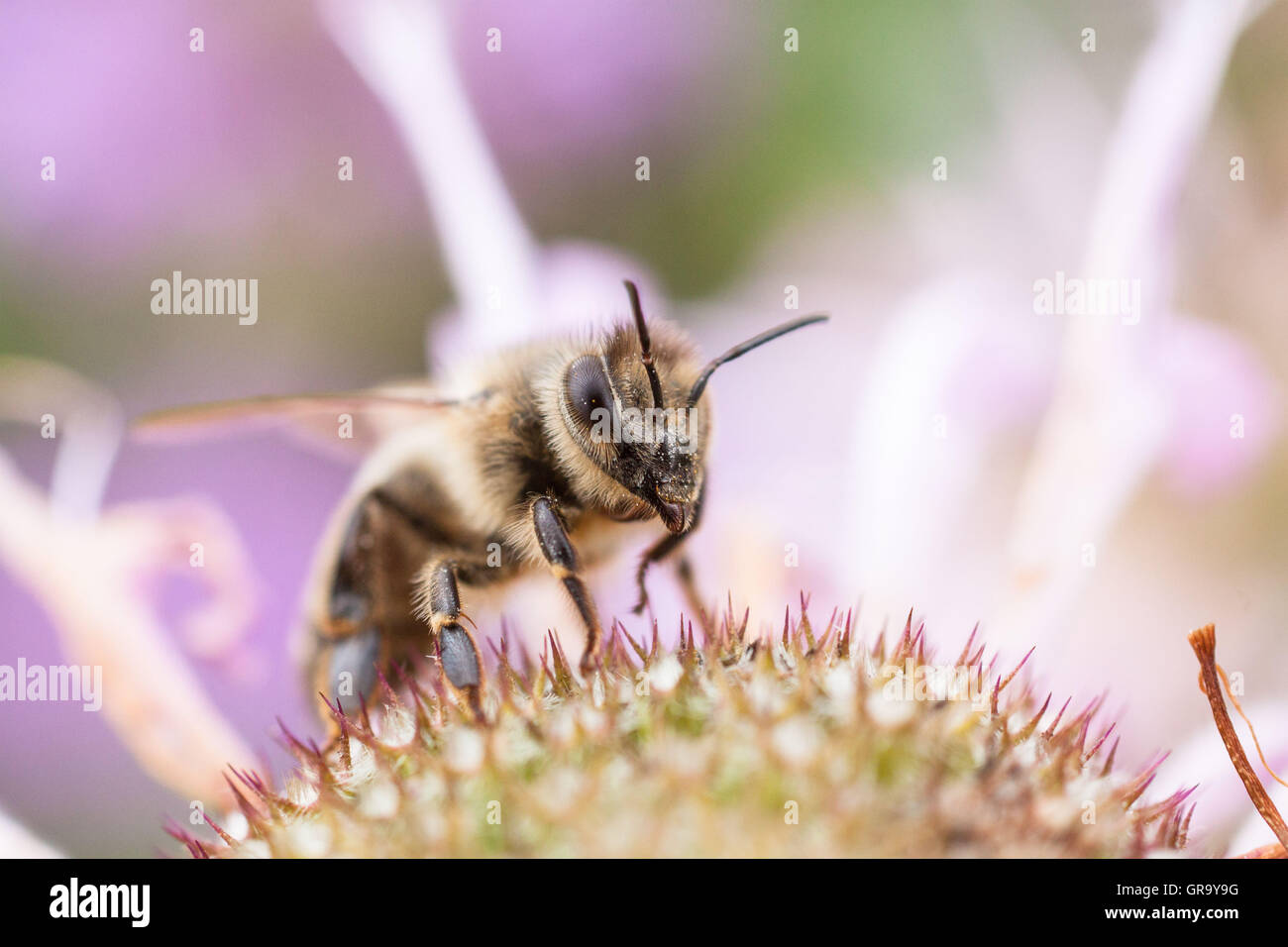 Ape morente immagini e fotografie stock ad alta risoluzione - Alamy