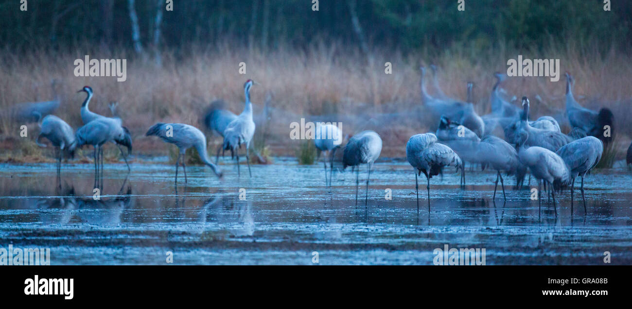 Di una palude immagini e fotografie stock ad alta risoluzione - Alamy