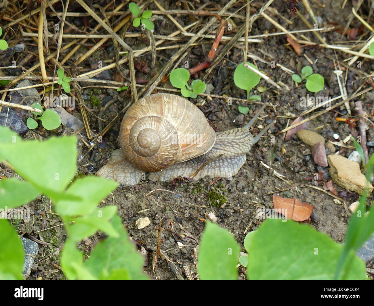 Simbolo di posta lumaca immagini e fotografie stock ad alta risoluzione ...