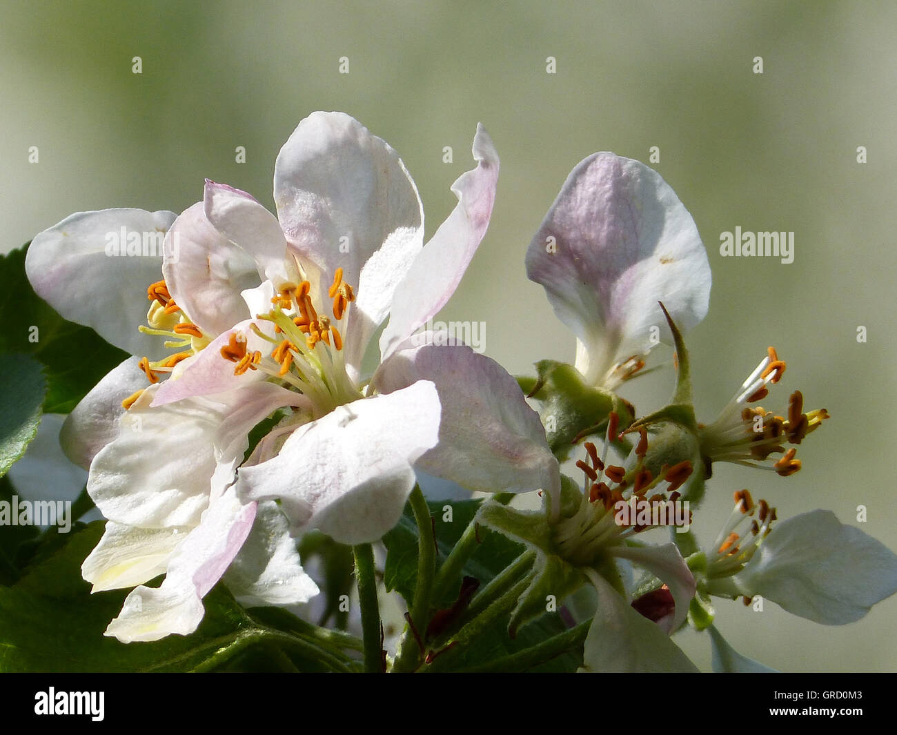 Fotografia di fiori di melo immagini e fotografie stock ad alta ...