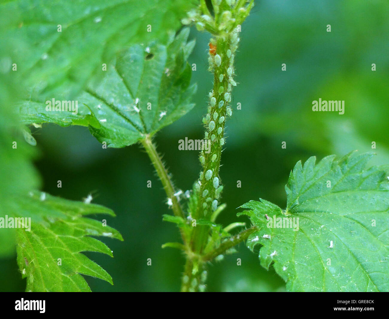 Pianta pidocchi immagini e fotografie stock ad alta risoluzione - Alamy