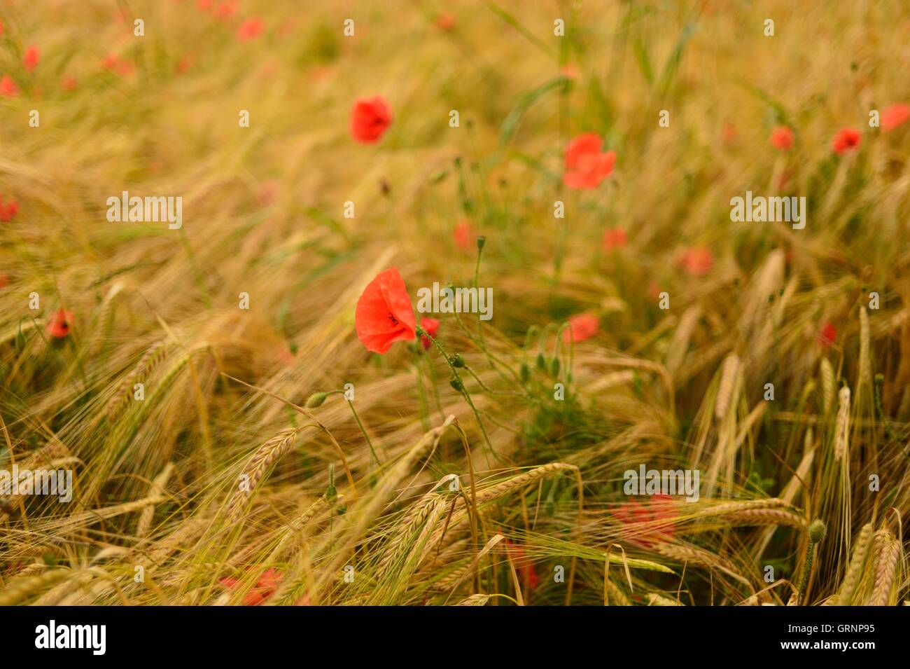 Grano e papaveri immagini e fotografie stock ad alta risoluzione - Alamy