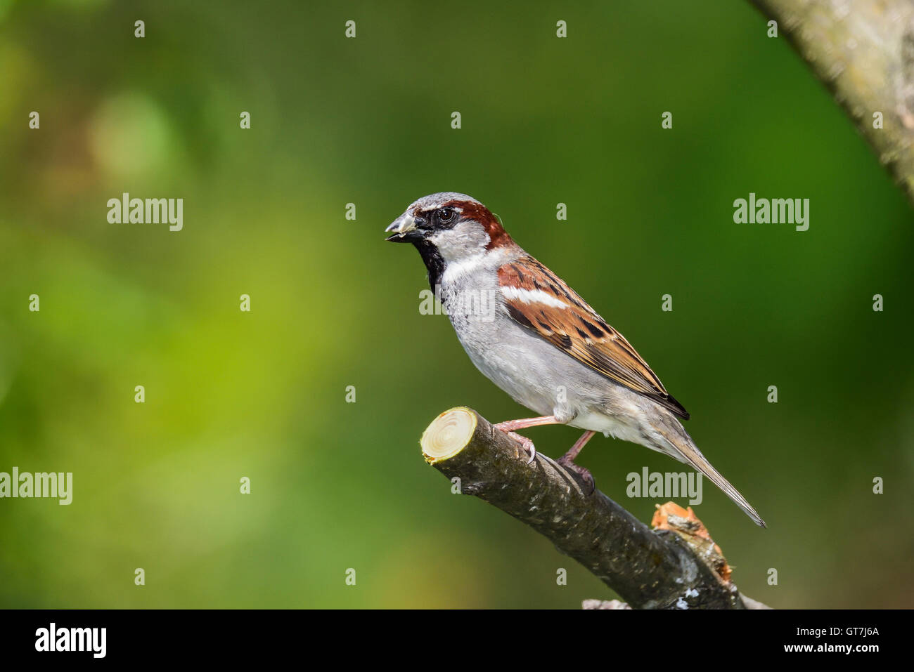 Passero domestico immagini e fotografie stock ad alta risoluzione - Alamy