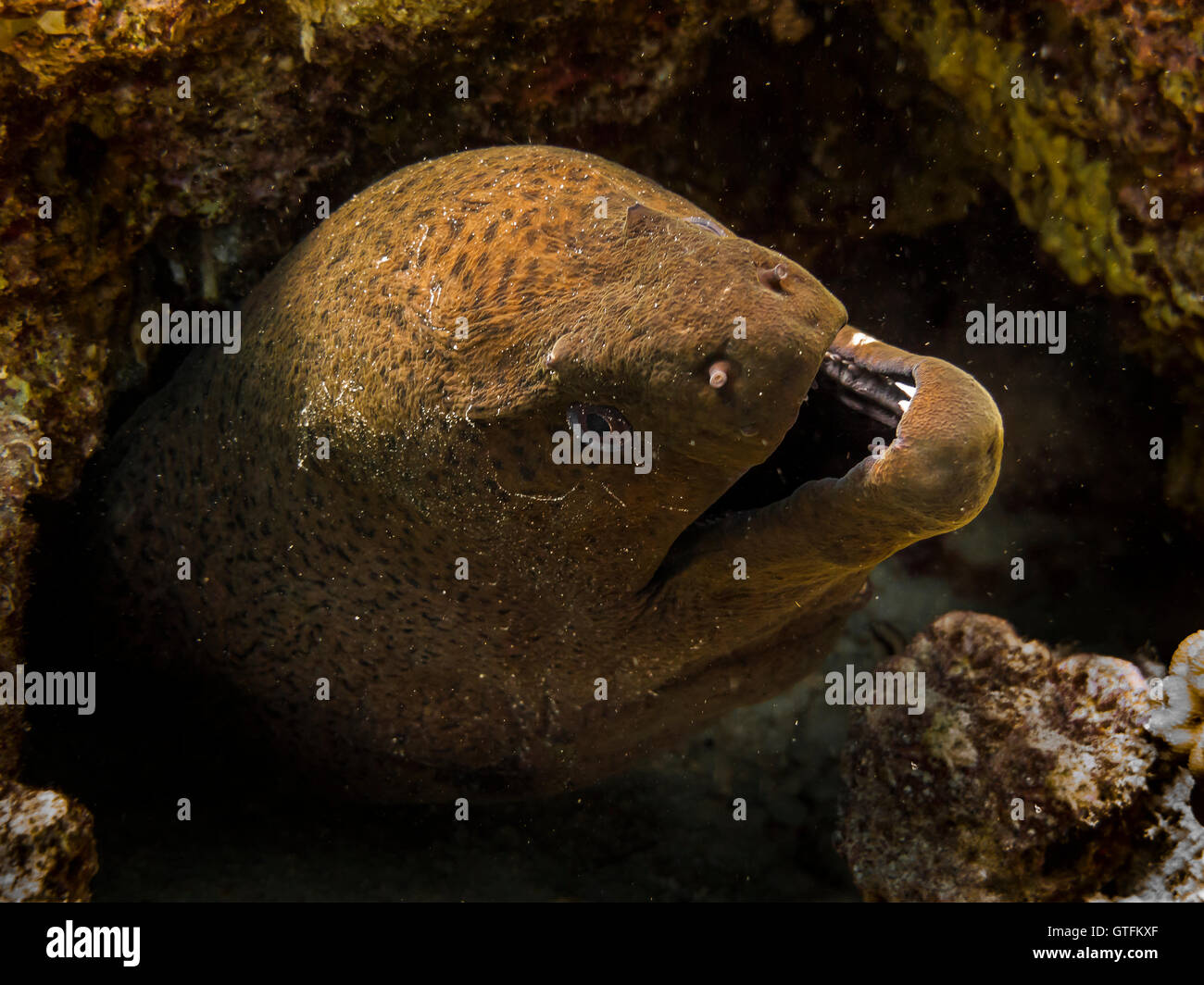 Anguilla oceanica immagini e fotografie stock ad alta risoluzione - Alamy