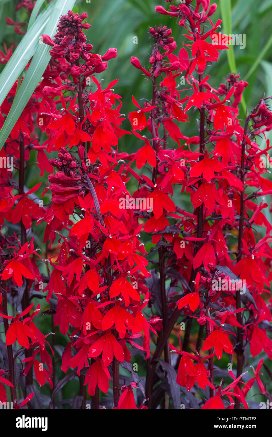 Scarlet lobelia immagini e fotografie stock ad alta risoluzione - Alamy