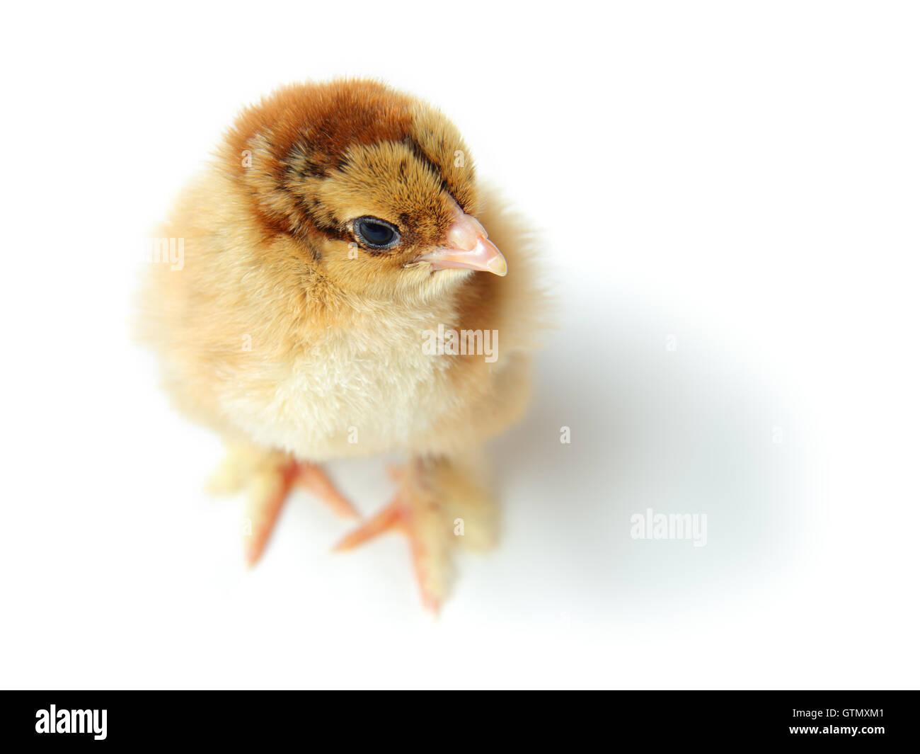 Gallina e pulcino Immagini senza sfondo e Foto Stock ritagliate - Alamy