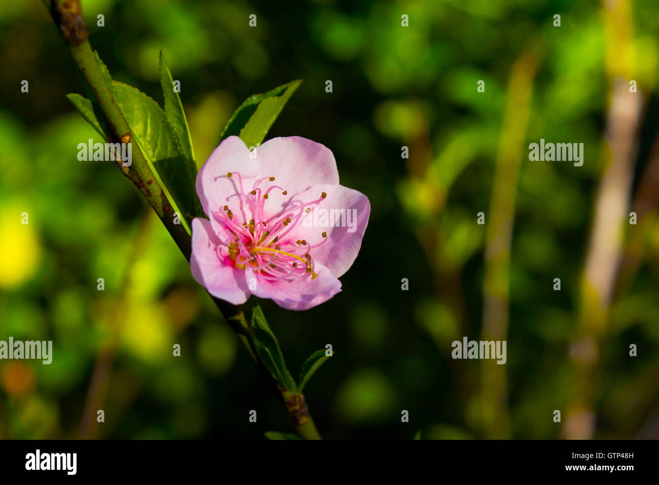 Fiore del giardino della pesca immagini e fotografie stock ad alta ...