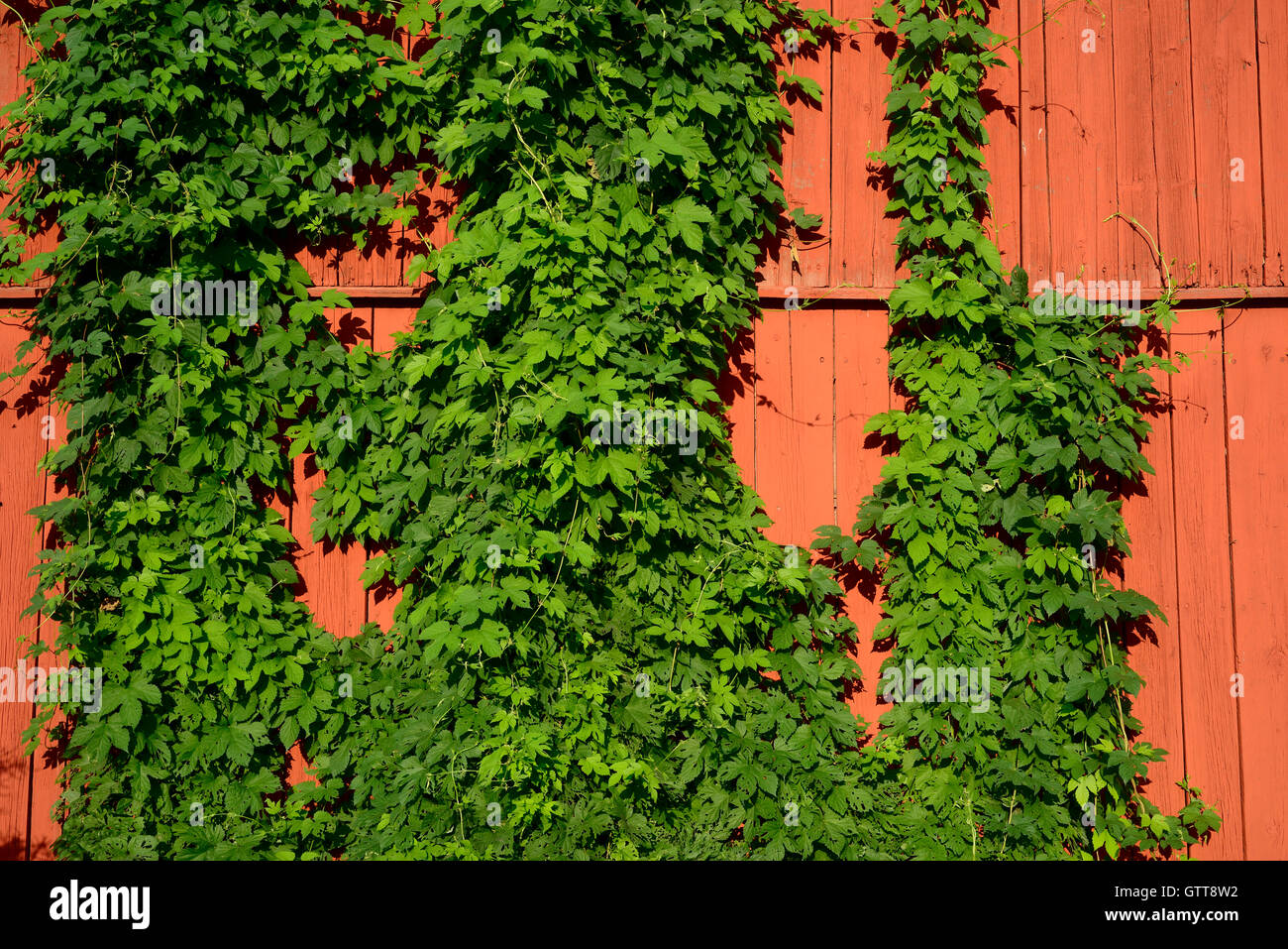 Muro di edera in legno immagini e fotografie stock ad alta risoluzione ...
