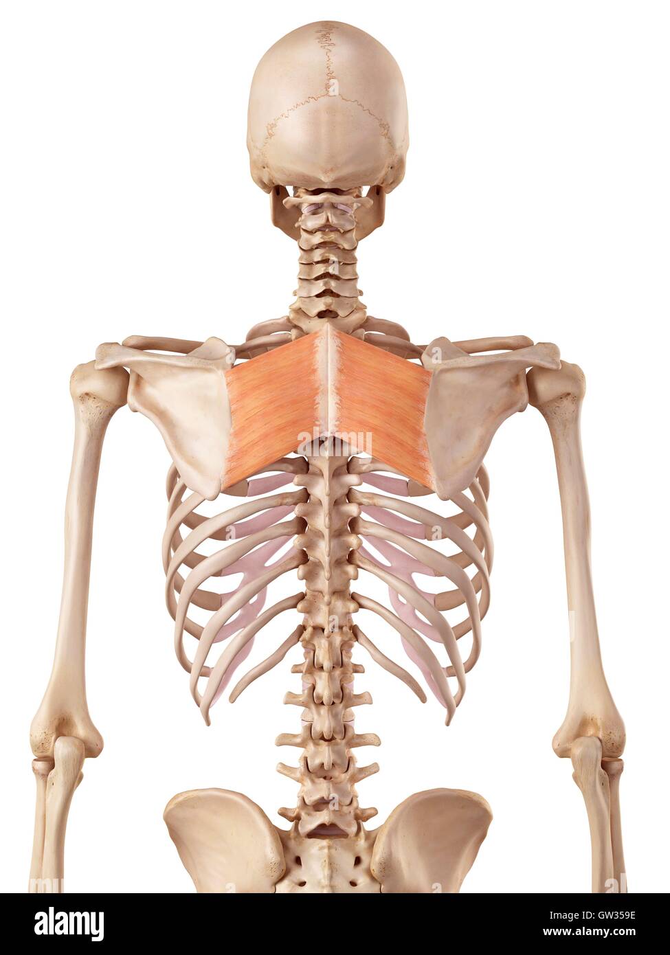 Human muscoli della schiena, illustrazione Foto stock - Alamy