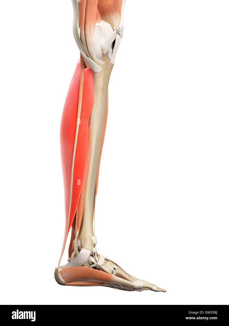 Soleo muscoli immagini e fotografie stock ad alta risoluzione - Alamy