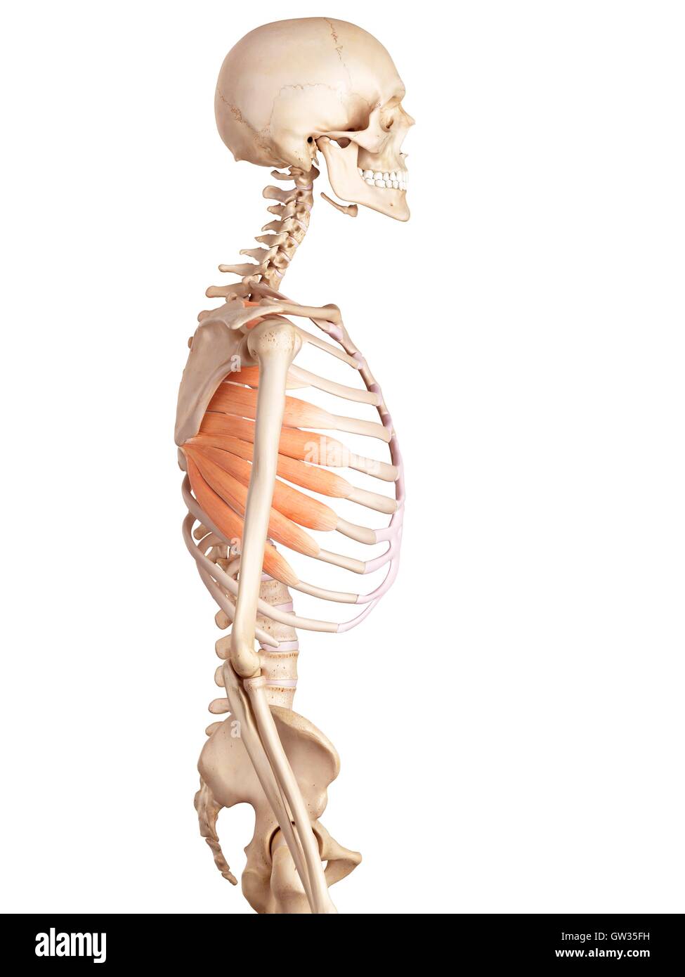 Muscoli delle costole immagini e fotografie stock ad alta risoluzione ...