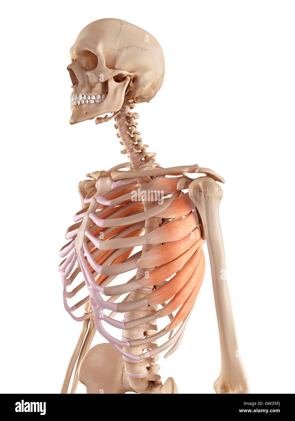 Costola umana immagini e fotografie stock ad alta risoluzione - Alamy