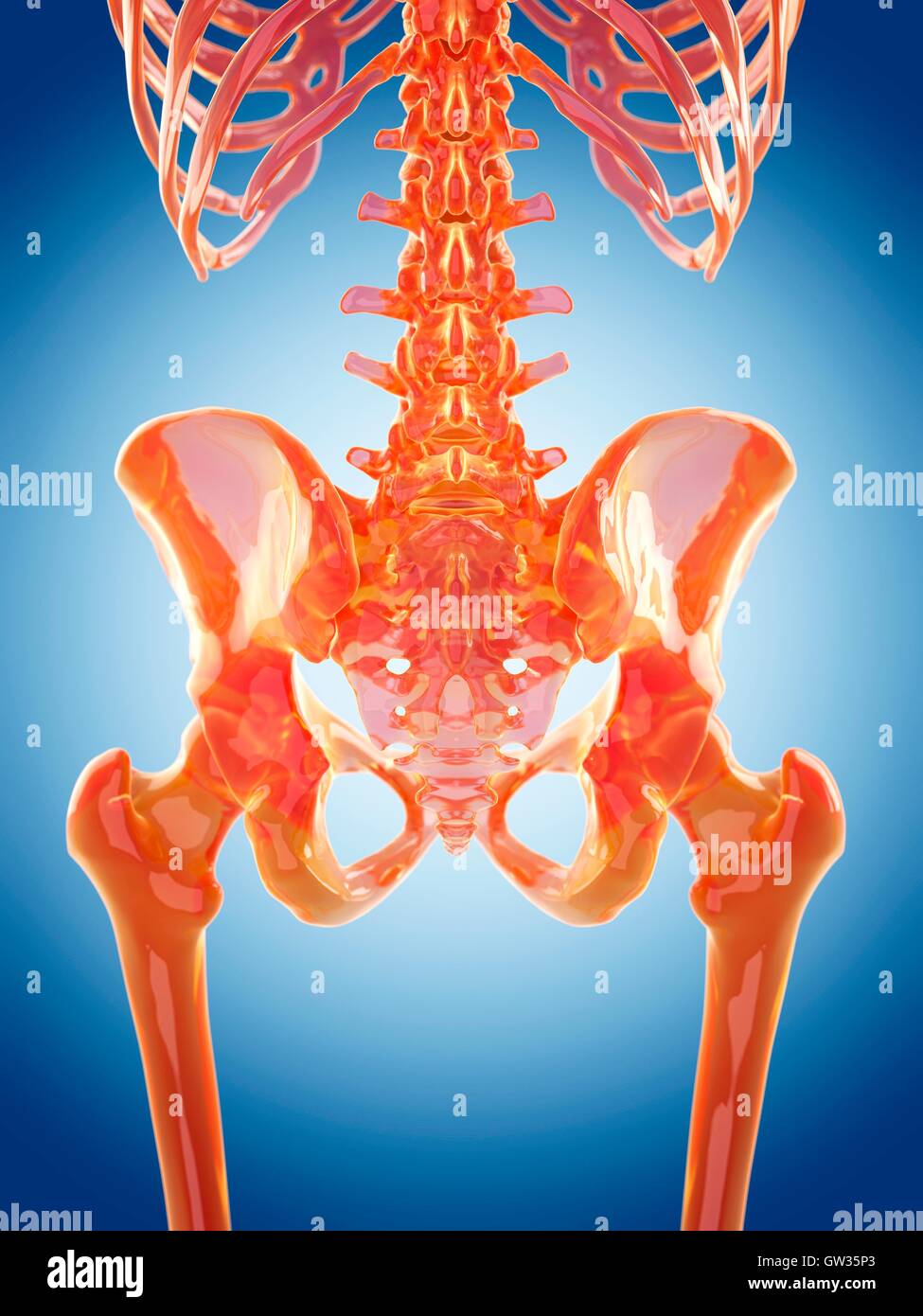 Colonna vertebrale lombare umana immagini e fotografie stock ad alta ...