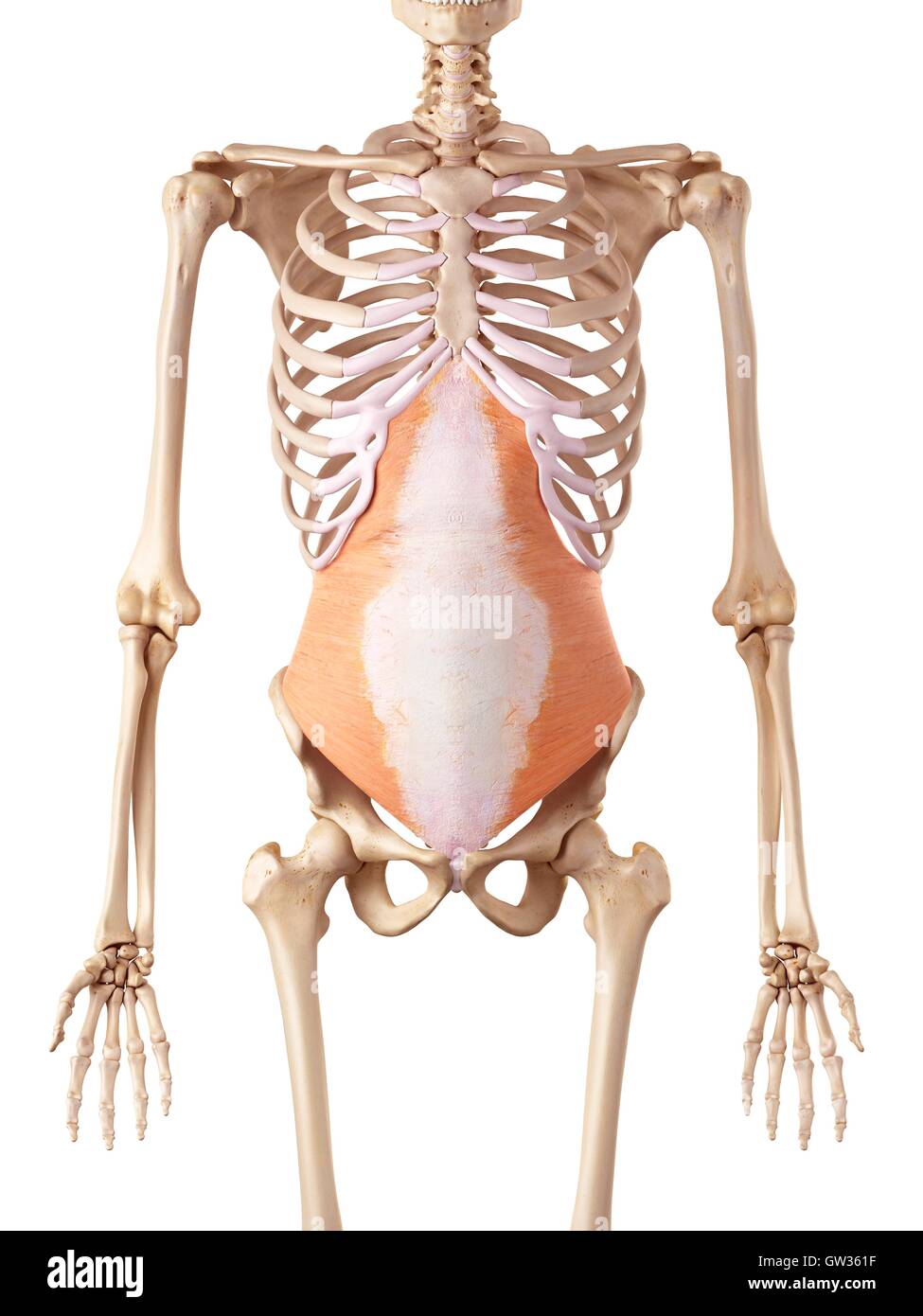 Muscoli addominali immagini e fotografie stock ad alta risoluzione - Alamy