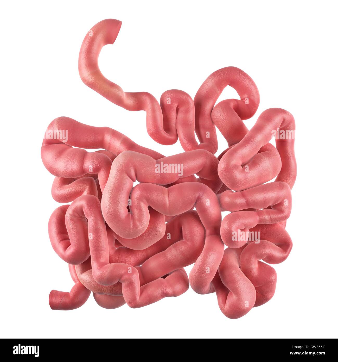 Anatomia del piccolo intestino immagini e fotografie stock ad alta ...