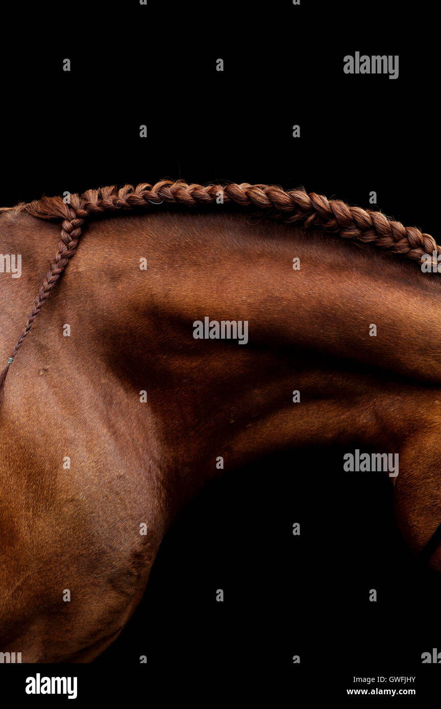 Cavallo Intrecciato Immagini e Fotos Stock - Alamy