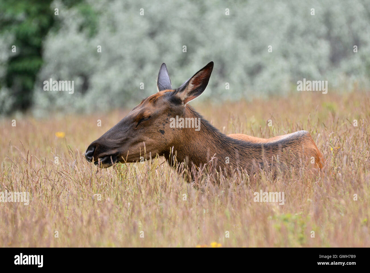 Wapiti cervus canadensis immagini e fotografie stock ad alta ...