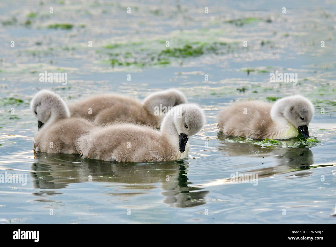 Cigno reale immagini e fotografie stock ad alta risoluzione - Alamy