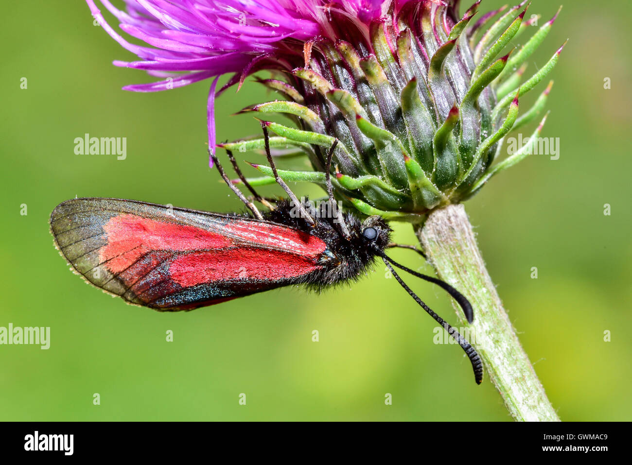 Insetto ala trasparente immagini e fotografie stock ad alta risoluzione ...