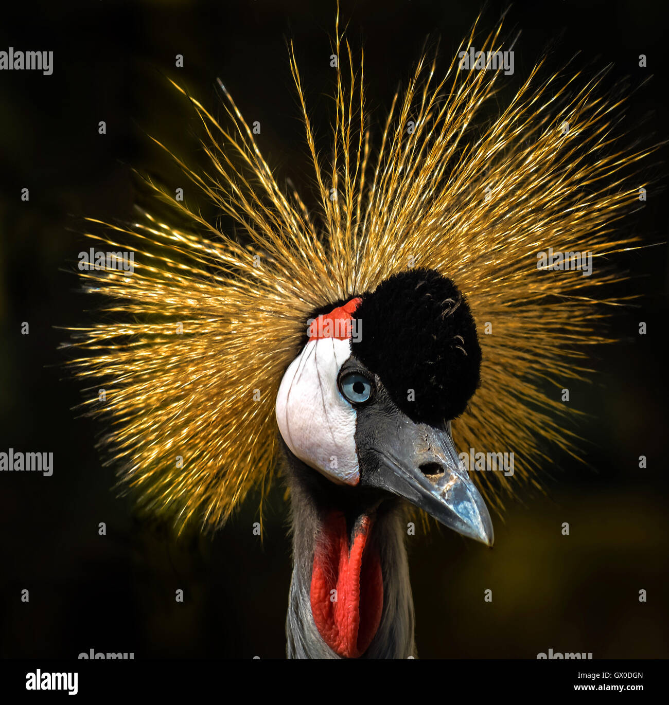 Uccello di gru crestato immagini e fotografie stock ad alta risoluzione ...