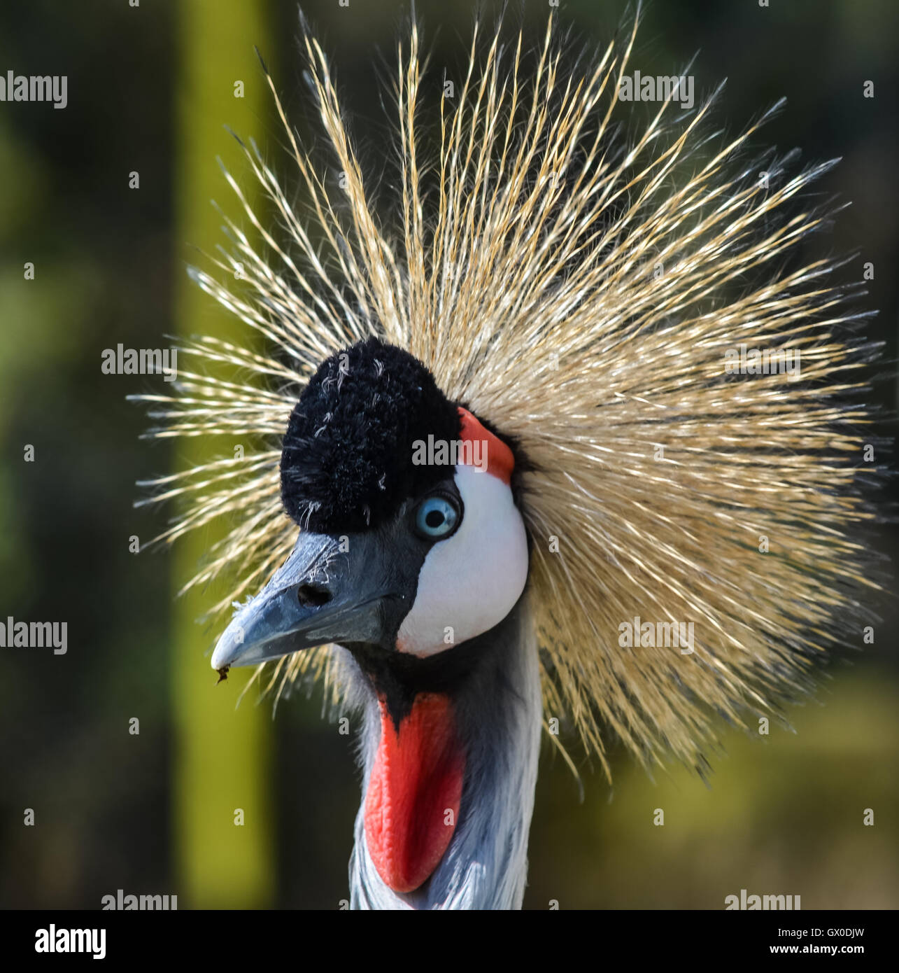 Uccello di gru crestato immagini e fotografie stock ad alta risoluzione ...