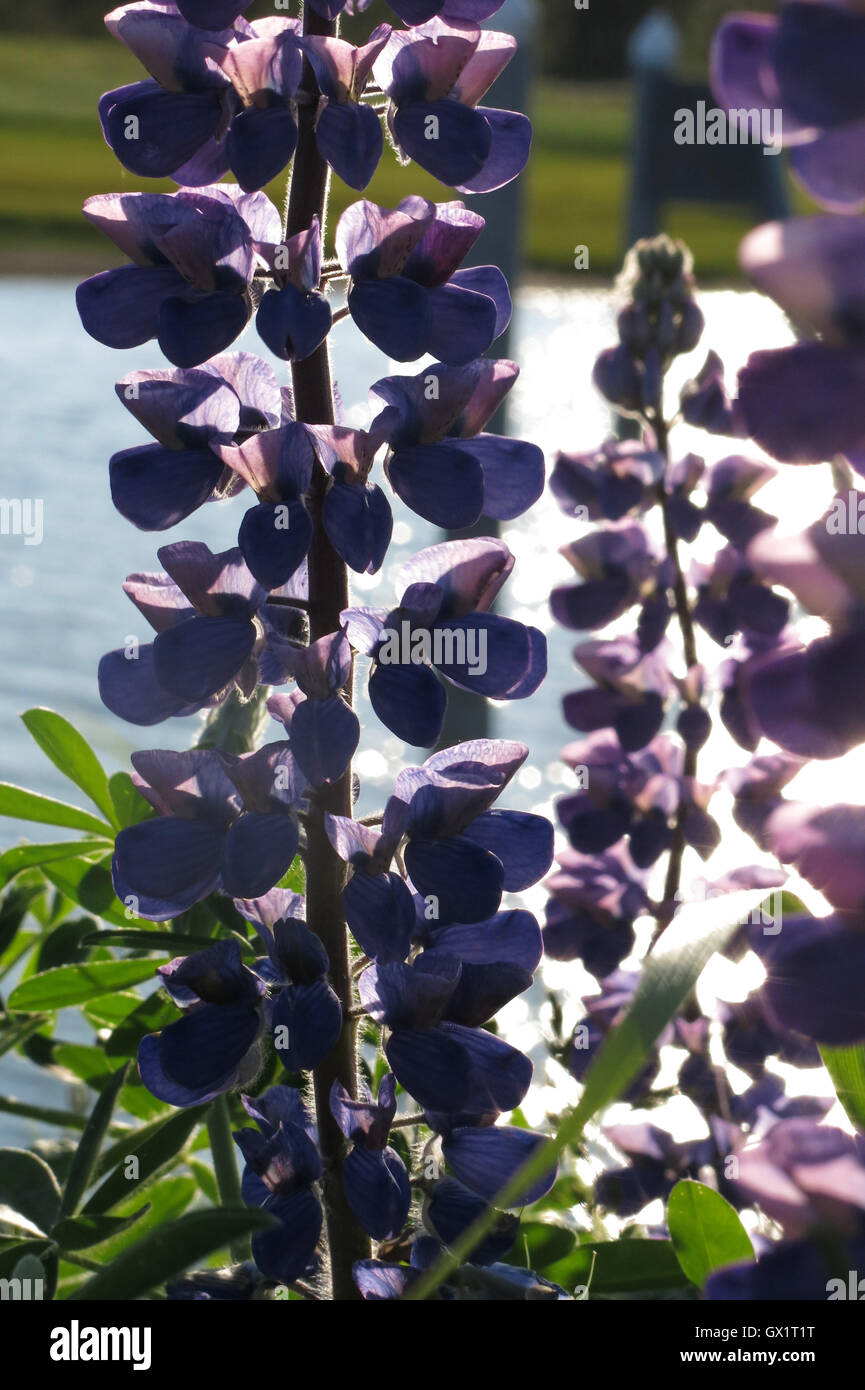 Gustavus alaska immagini e fotografie stock ad alta risoluzione - Alamy