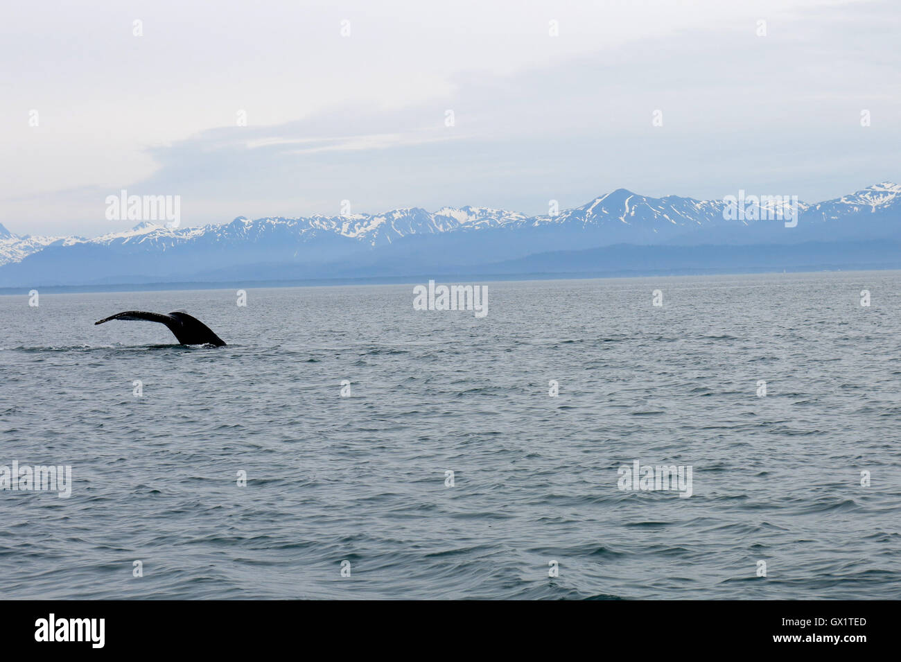 Gustavus alaska immagini e fotografie stock ad alta risoluzione - Alamy