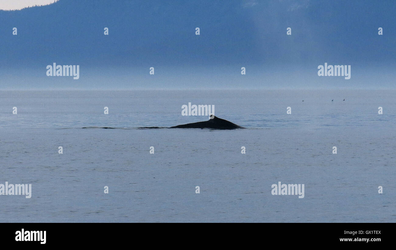 Gustavus alaska immagini e fotografie stock ad alta risoluzione - Alamy
