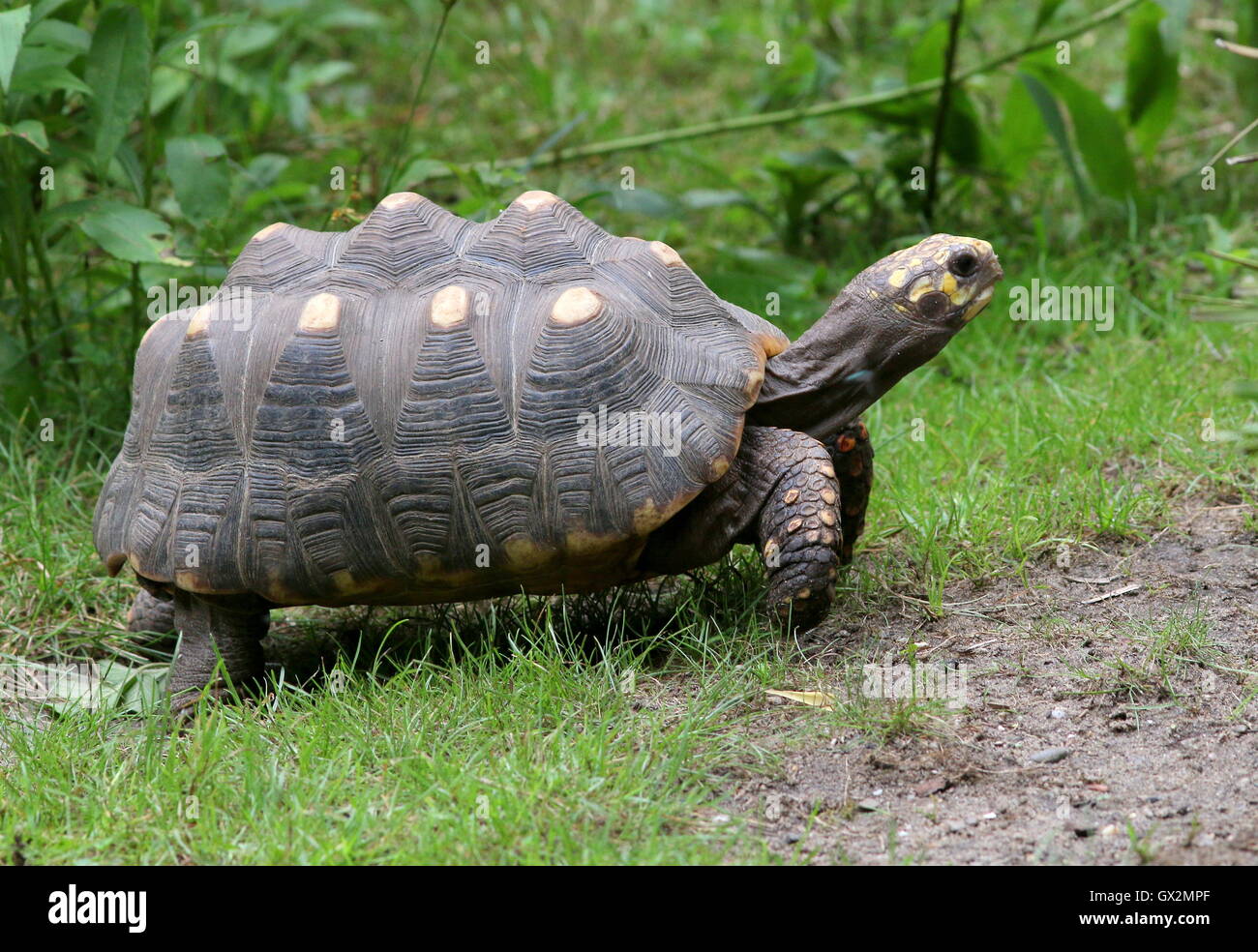 Tortuga terrestre de patas rojas immagini e fotografie stock ad alta ...