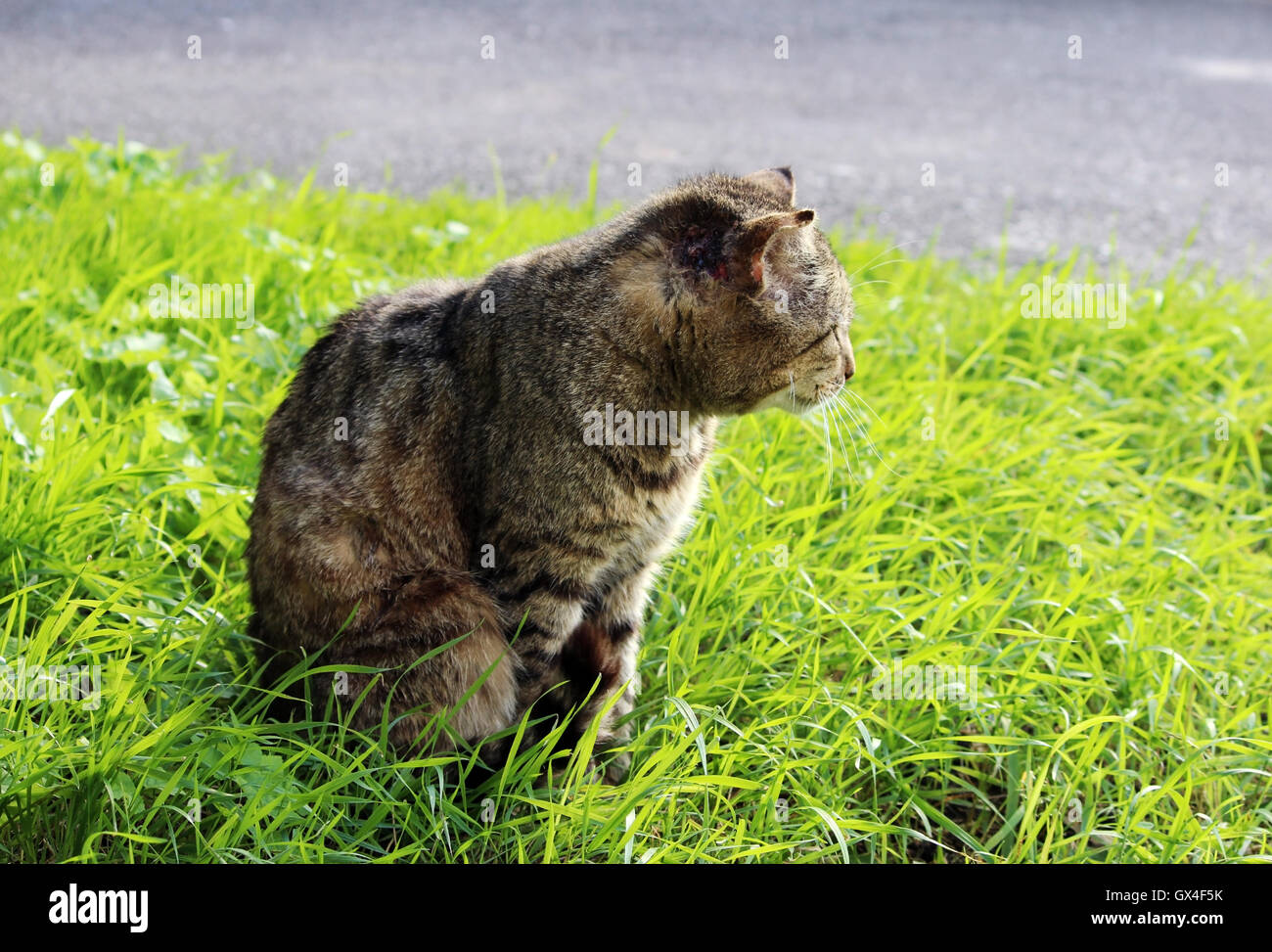 Senzatetto temprato cat colore reed con ferite all'orecchio e la ...