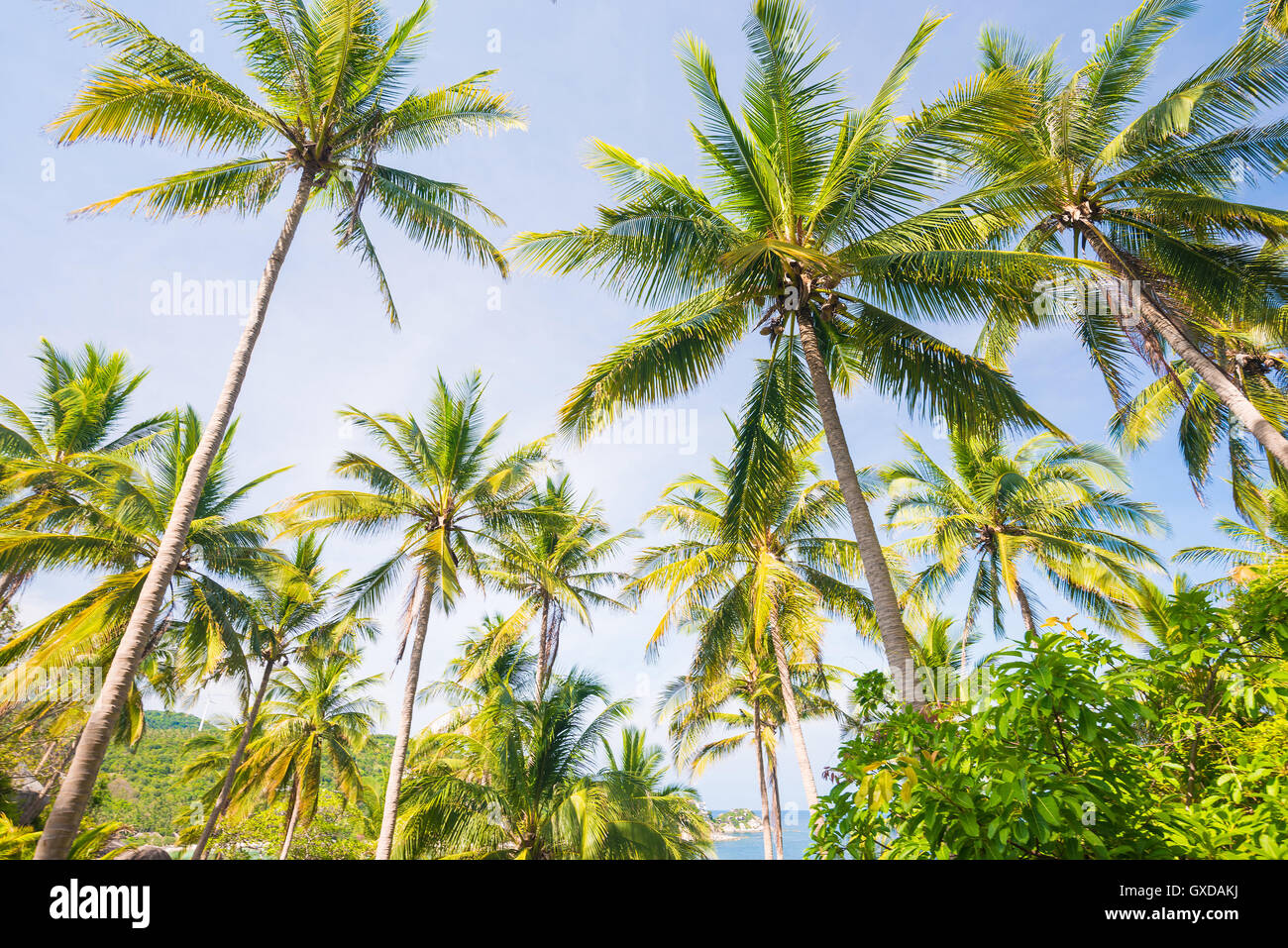 Palme di cocco in prospettiva, paesaggio nell'isola Foto stock - Alamy