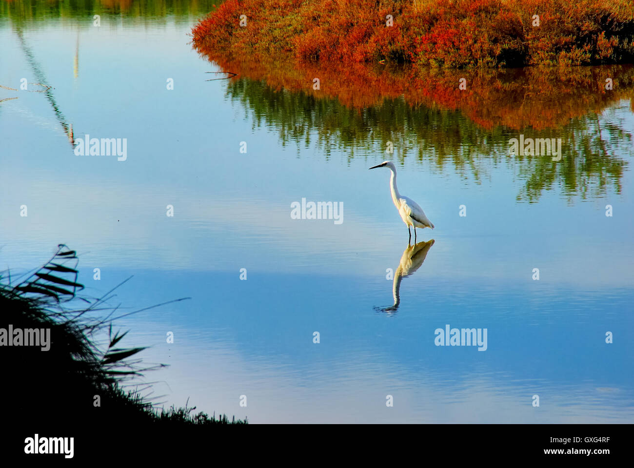 Uccello di palude delta del po immagini e fotografie stock ad alta ...