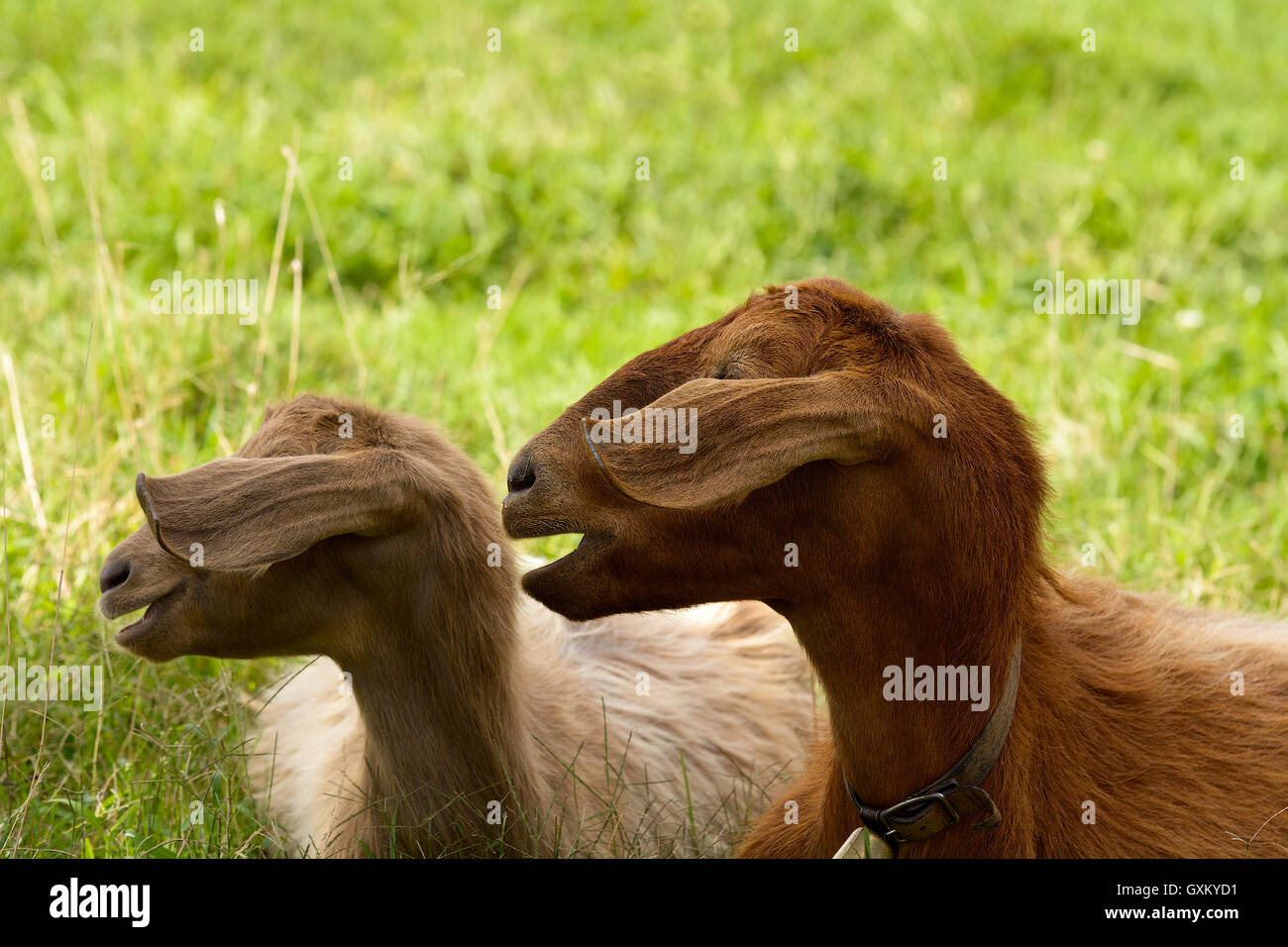 Capra sardegna immagini e fotografie stock ad alta risoluzione - Alamy