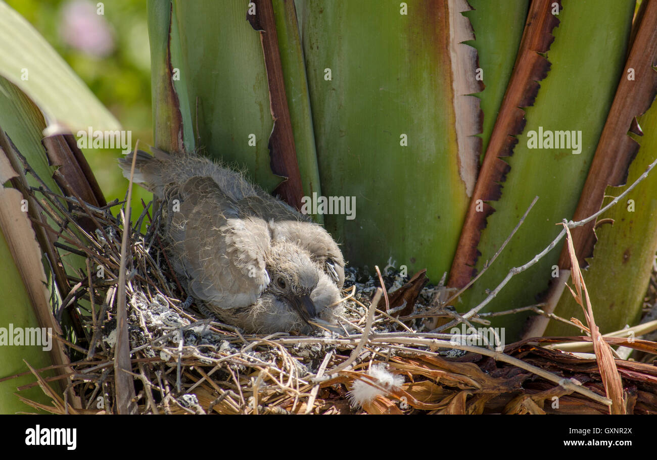 Nido di colombe dal collare immagini e fotografie stock ad alta ...