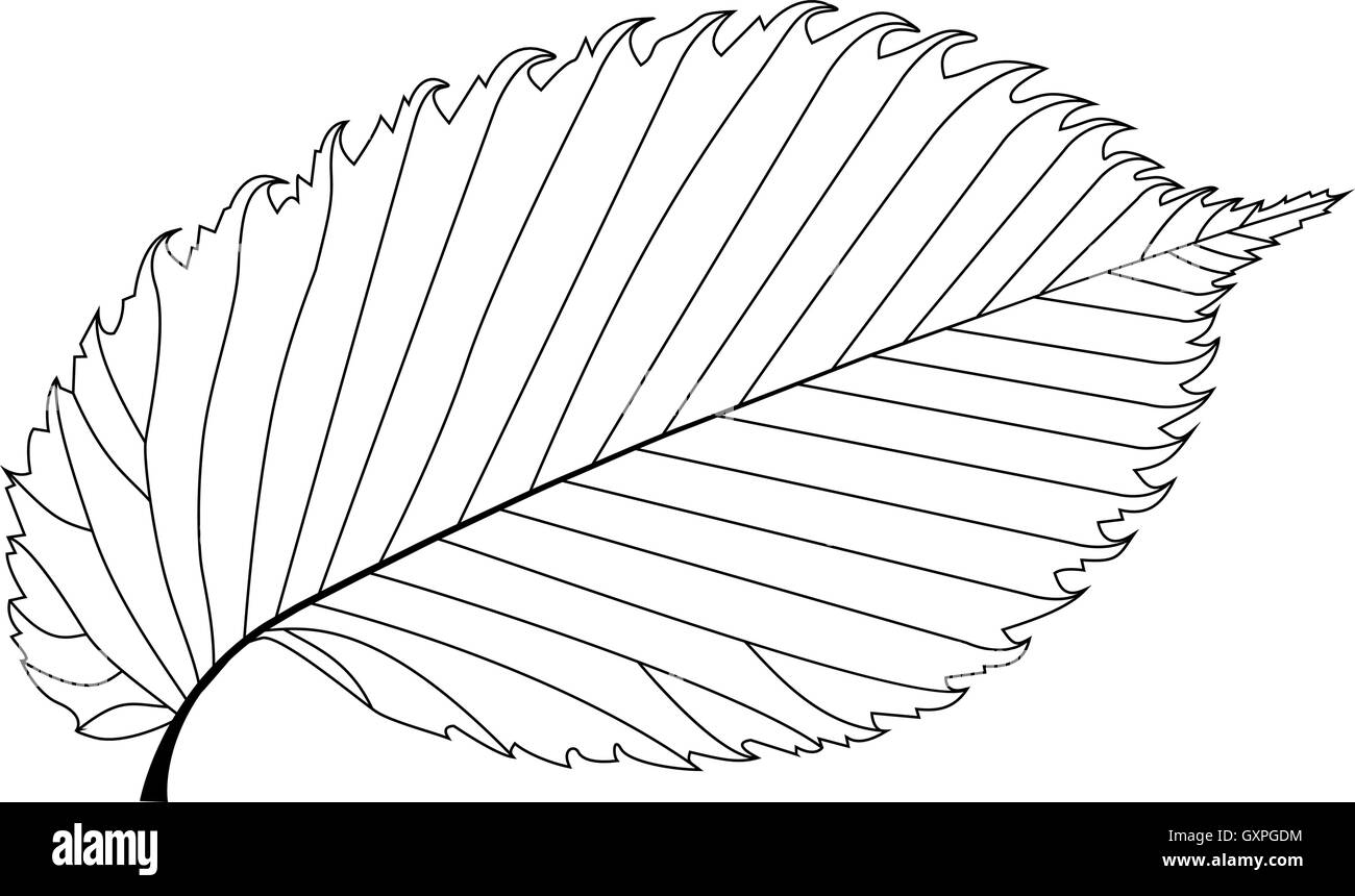 Disegno di olmo Immagini Vettoriali Stock - Alamy