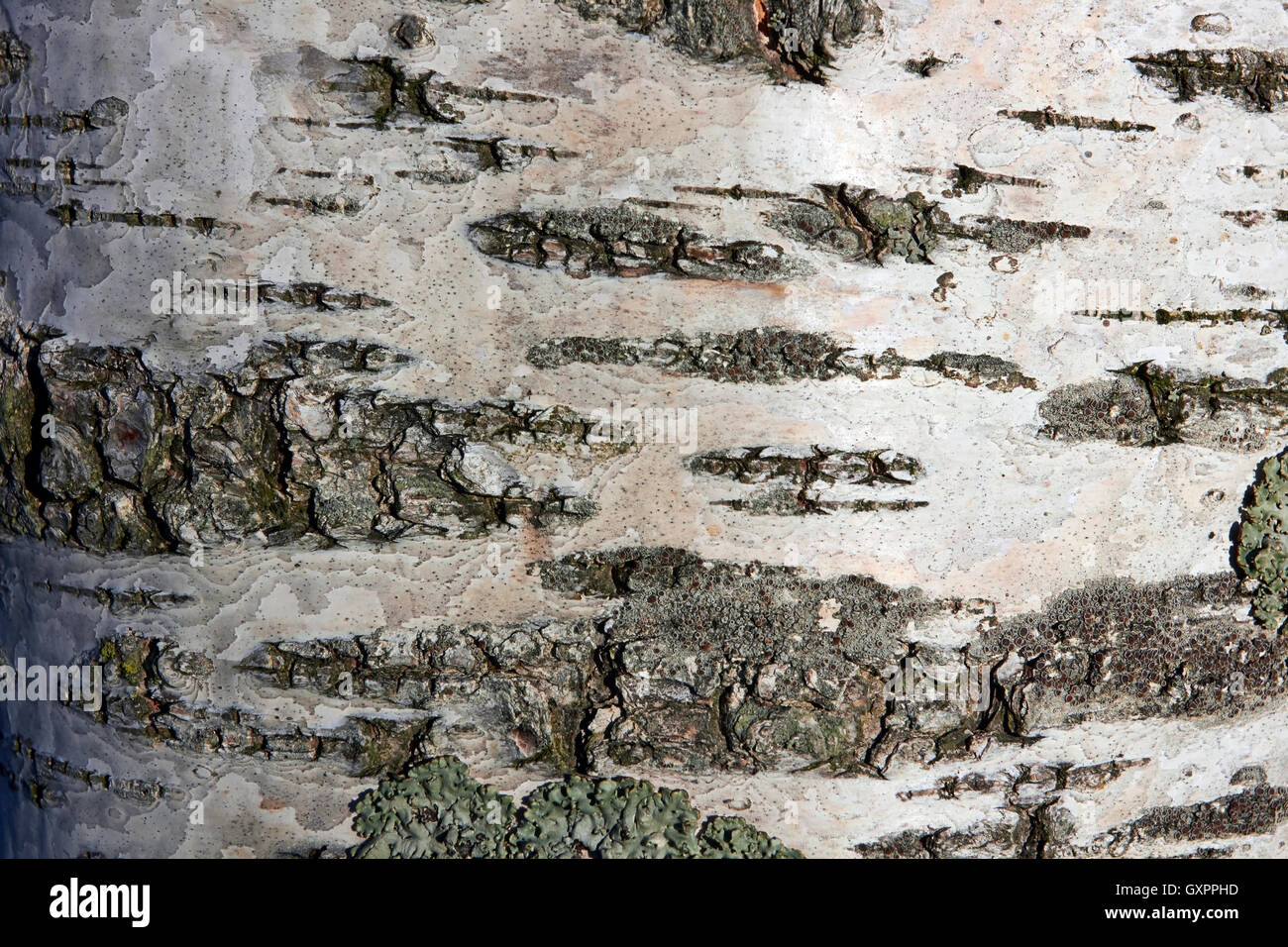 Albero tronco di betulla immagini e fotografie stock ad alta ...